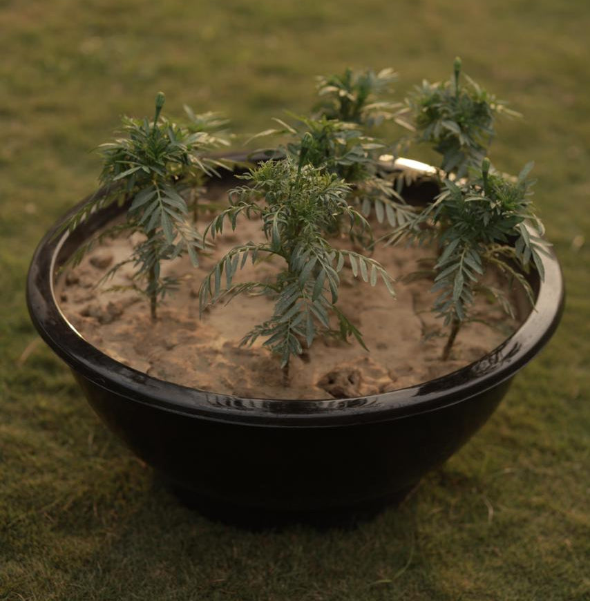 Premium Quality Fiberglass Bowl Planter – 2ft diameter – Lucky Home Alu